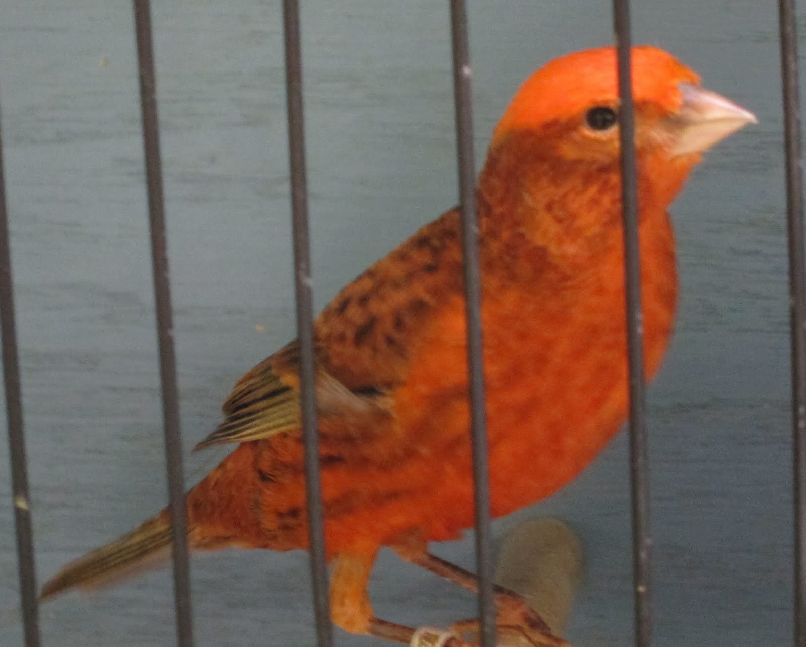 Canary Tales: Winners Florida Canary fanciers Bird Show
