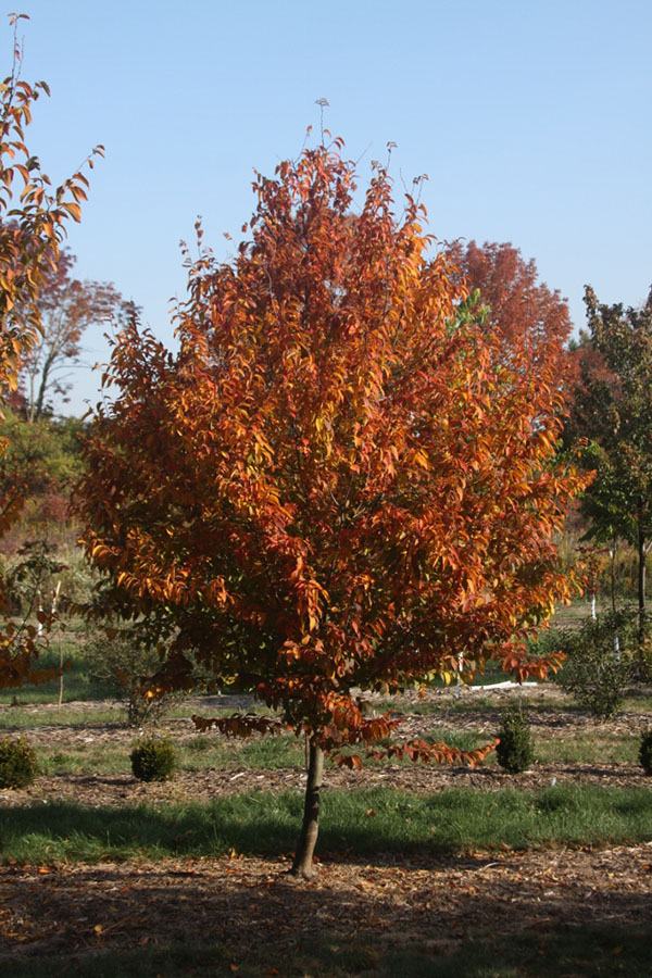 Western Tree Nursery Wholesale Only - California: February 2019