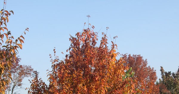 Western Tree Nursery Wholesale Only - California: Carpinus caroliniana ...