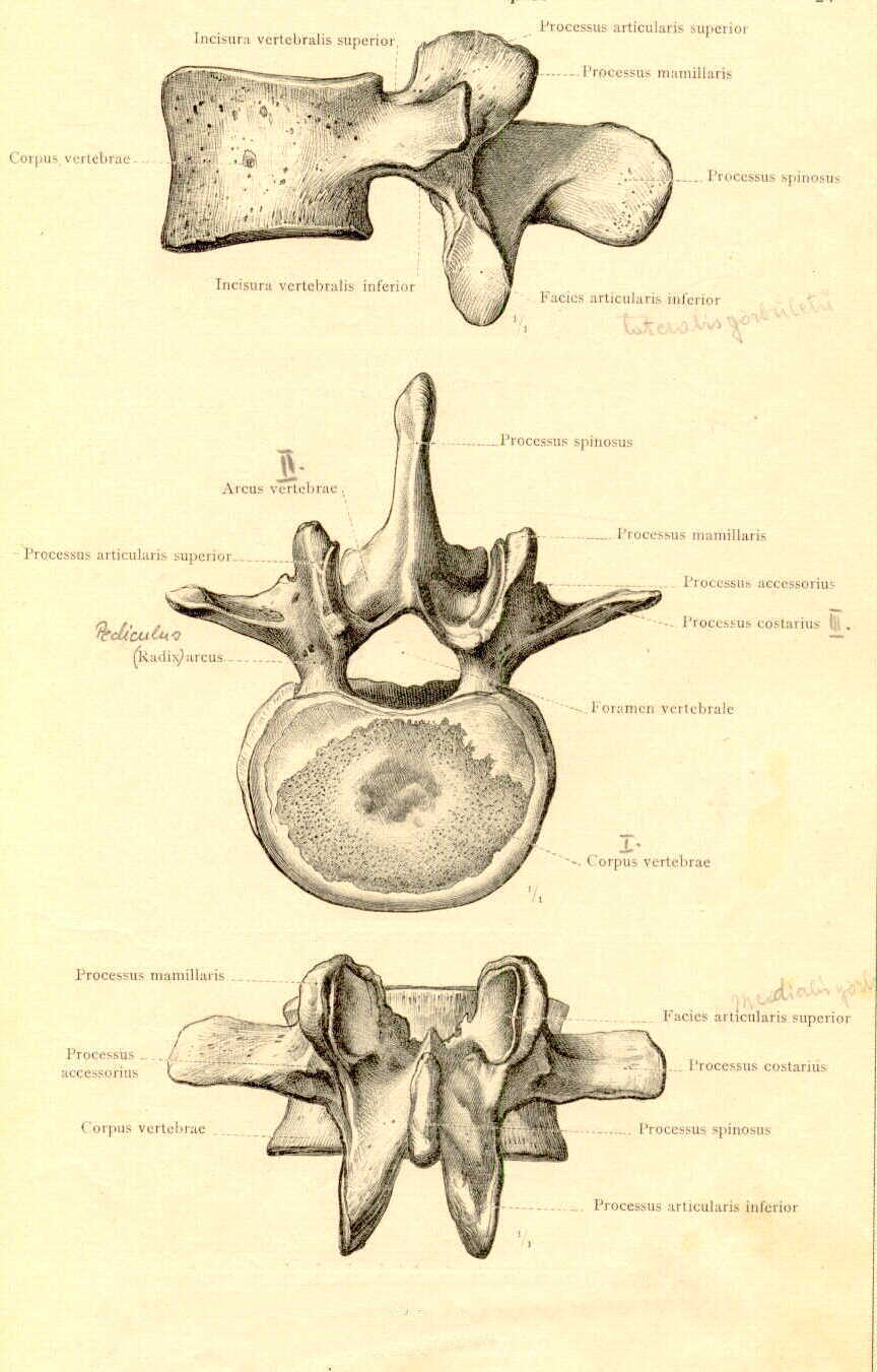 Anatómia: Vertebra - csigolya