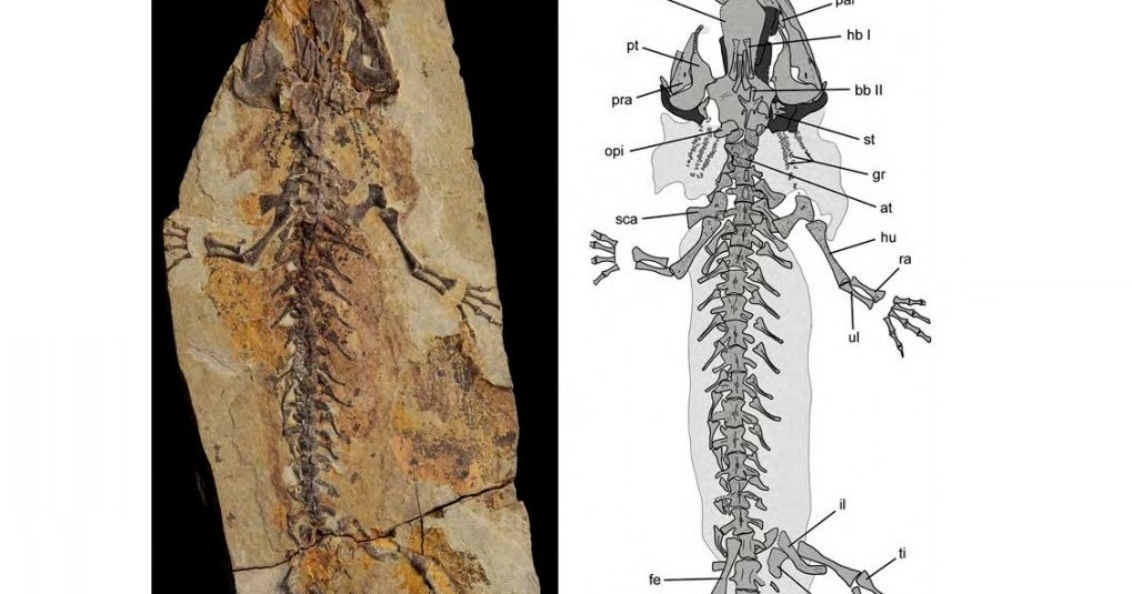 Species New to Science: [Paleontology • 2016] Qinglongtriton ...