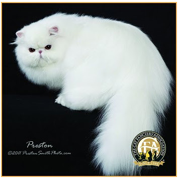Persian cats breed: Persian Cats Breed