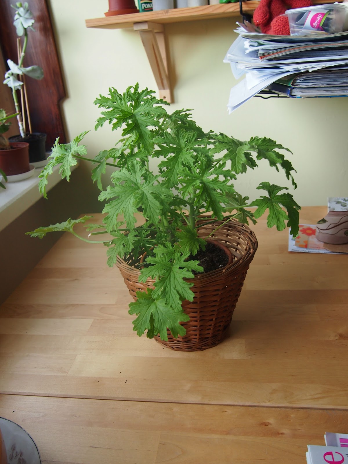 Babcine sposoby w XXI wieku. : Geranium, bodziszek, anginka, pelargonia ...