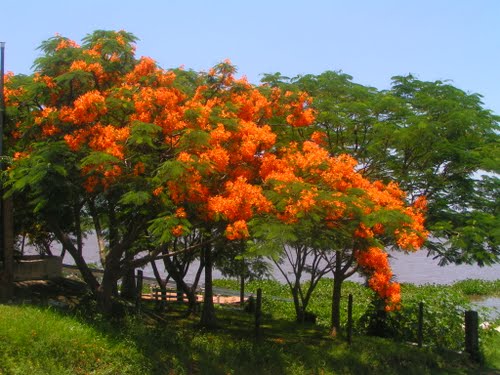 Cultura Guaraní: El Chivato