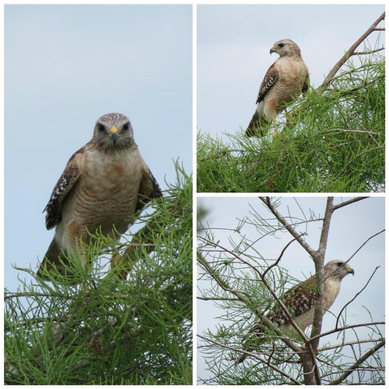 Viewing nature with Eileen: Florida Raptors