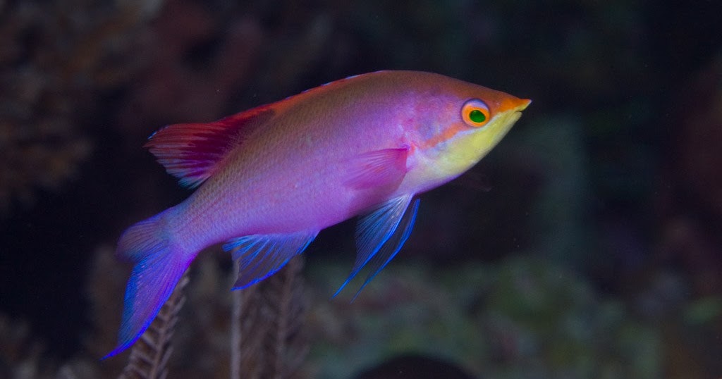 IKAN LAUT ASLI INDONESIA: Pseudanthias tuka