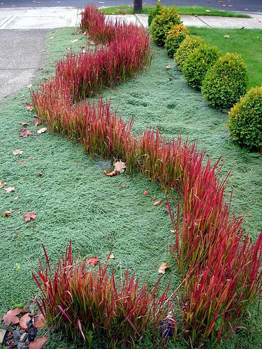 Red Perennial Grasses For Landscaping 9 Fall Flowers For Autumn Color