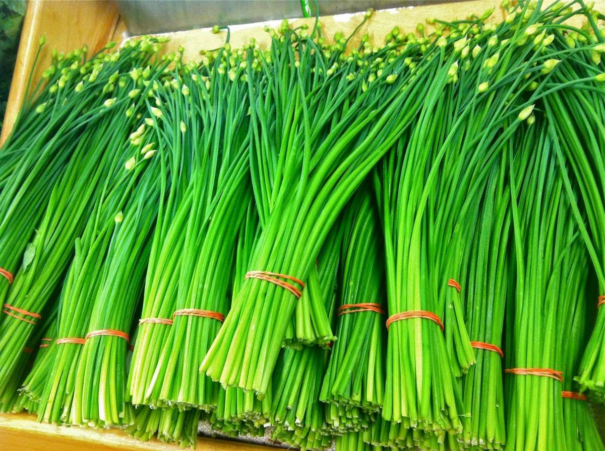 Temperos para se plantar em casa: Cebolinha