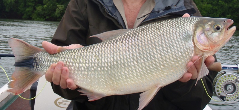 SEGUIR PESCANDO: Brycon x 2 en Argentina