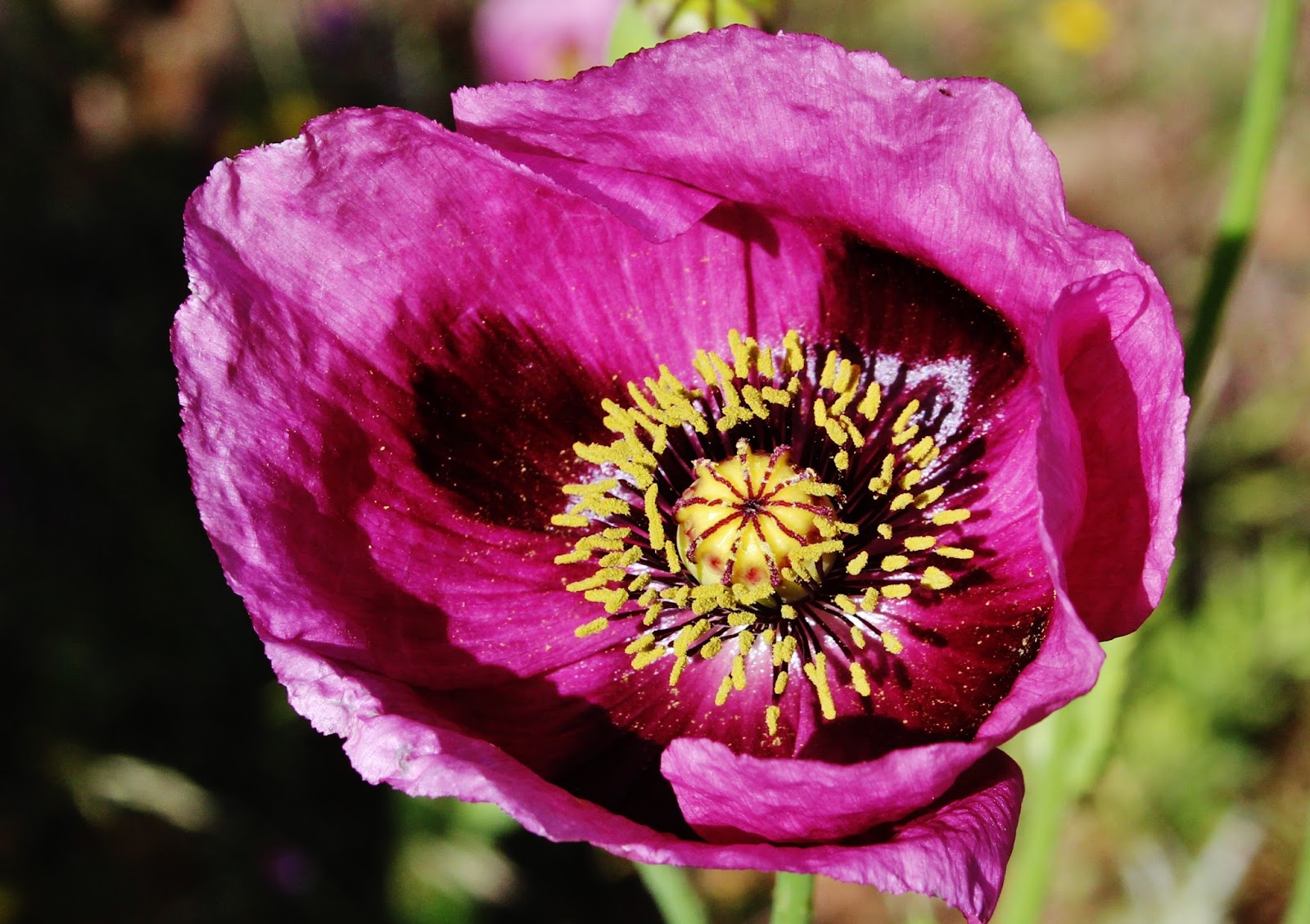 Biodiversity of Cyprus by NGO Protection of the Natural Heritage and ...