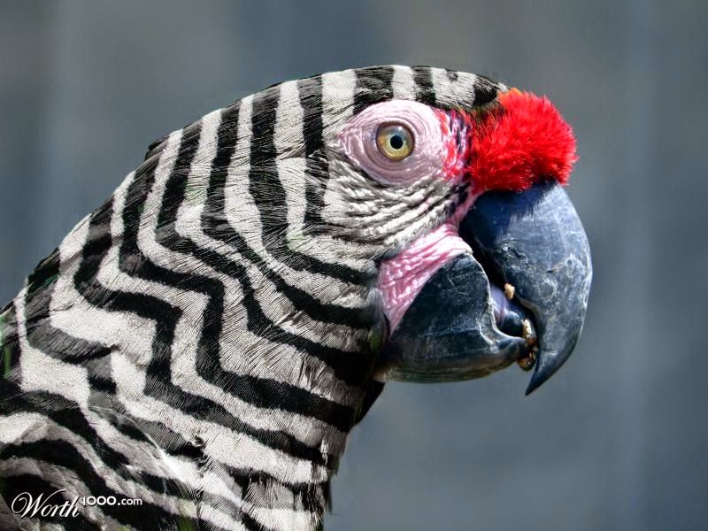 Pashudhan and Animal Science : Zebra colour pattern in Livestock