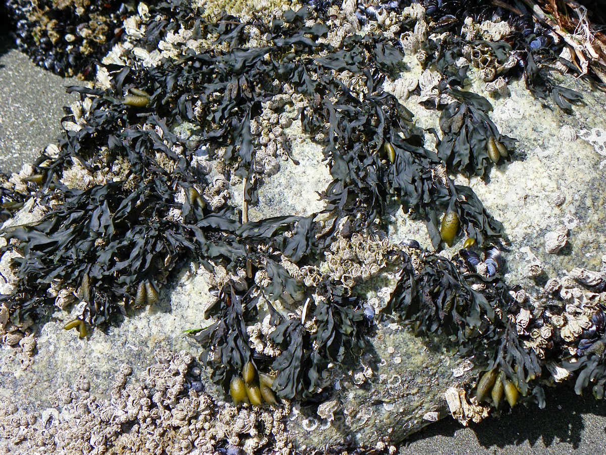 Wanderin' Weeta (With Waterfowl and Weeds): 04/01/2013 - 05/01/2013