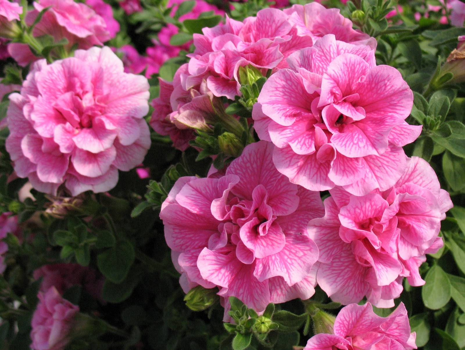 Plantas e Flores: Petunia