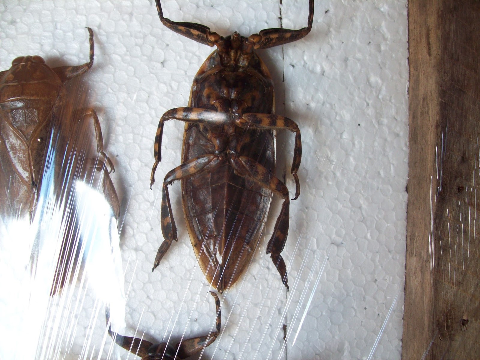 Mundo dos insetos: Alguns insetos da Amazônia - BARATA D'ÁGUA