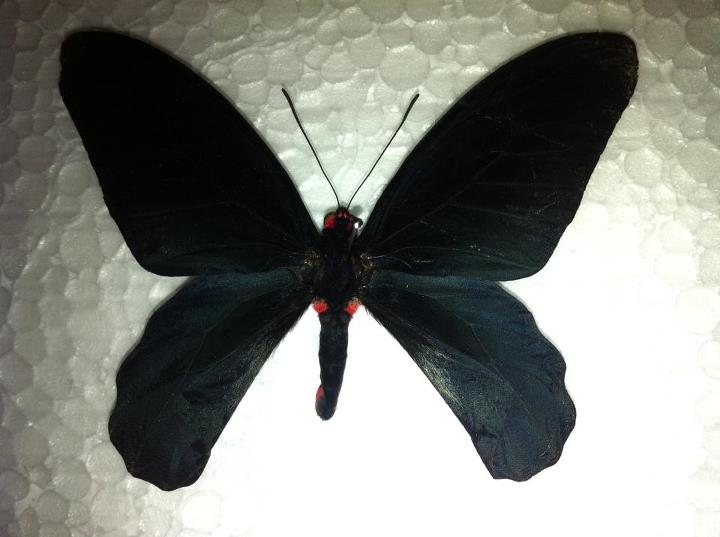 Confessions of a Lepidoterist: The Moth that mimicked the Butterfly