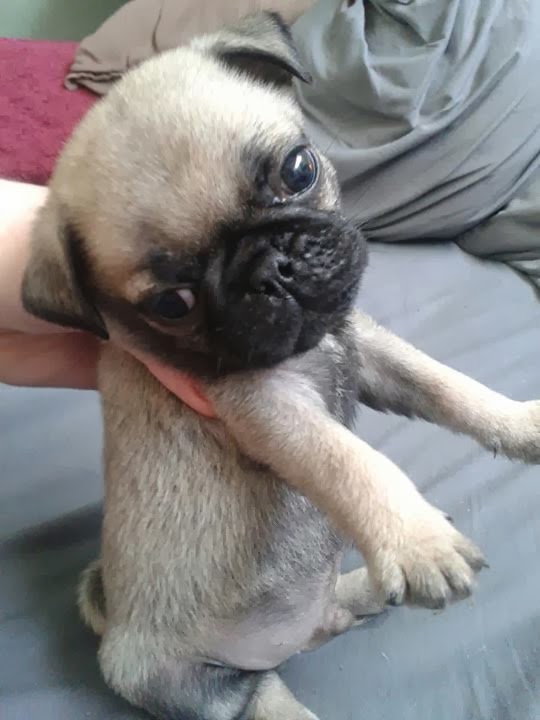 Pug bebé tierno - Imagui