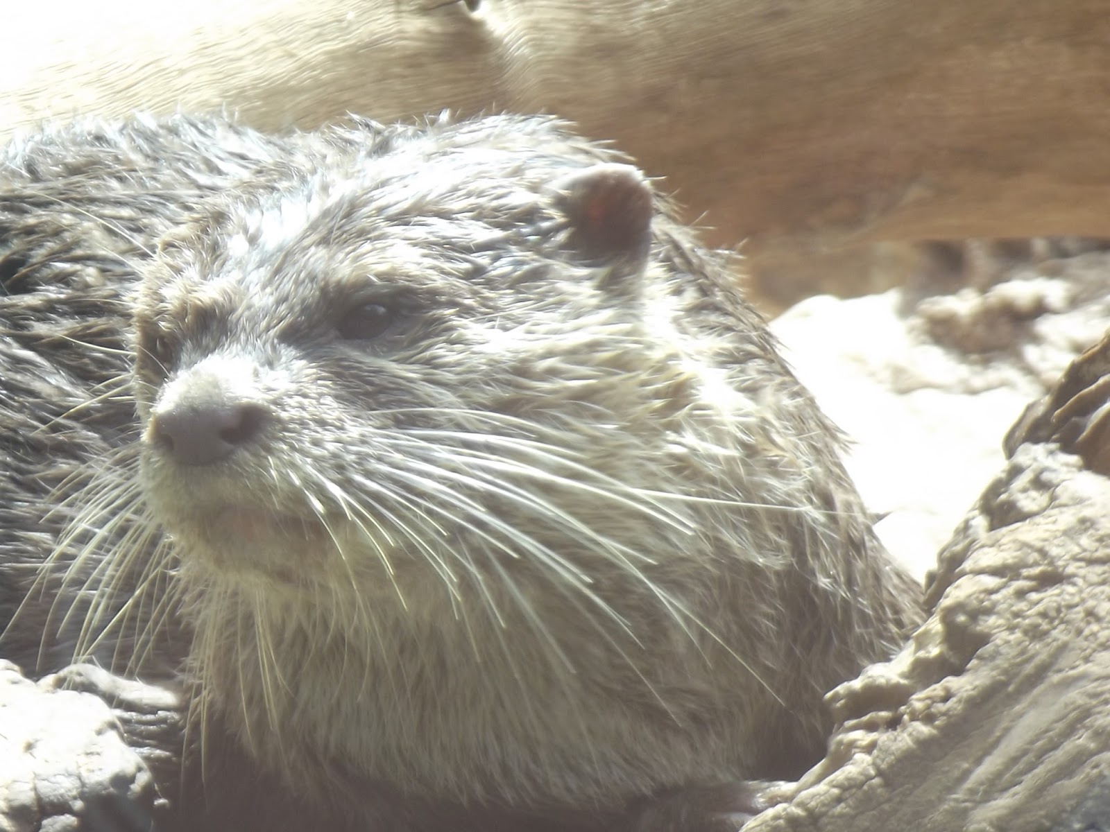 Extremadura naturalmente: La nutria de río (Segunda parte).