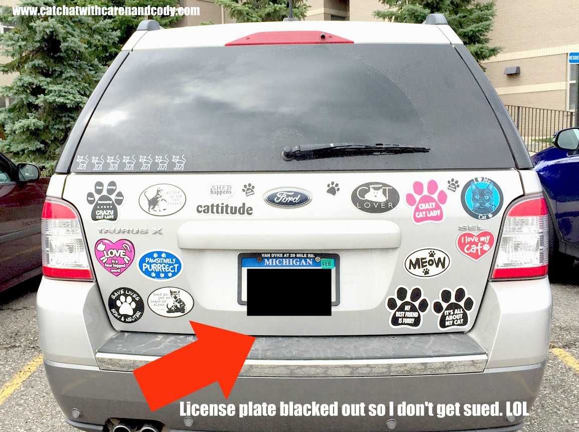 Cat and DOG Chat With Caren: OCSD=Obsessive Cat Sticker Disorder