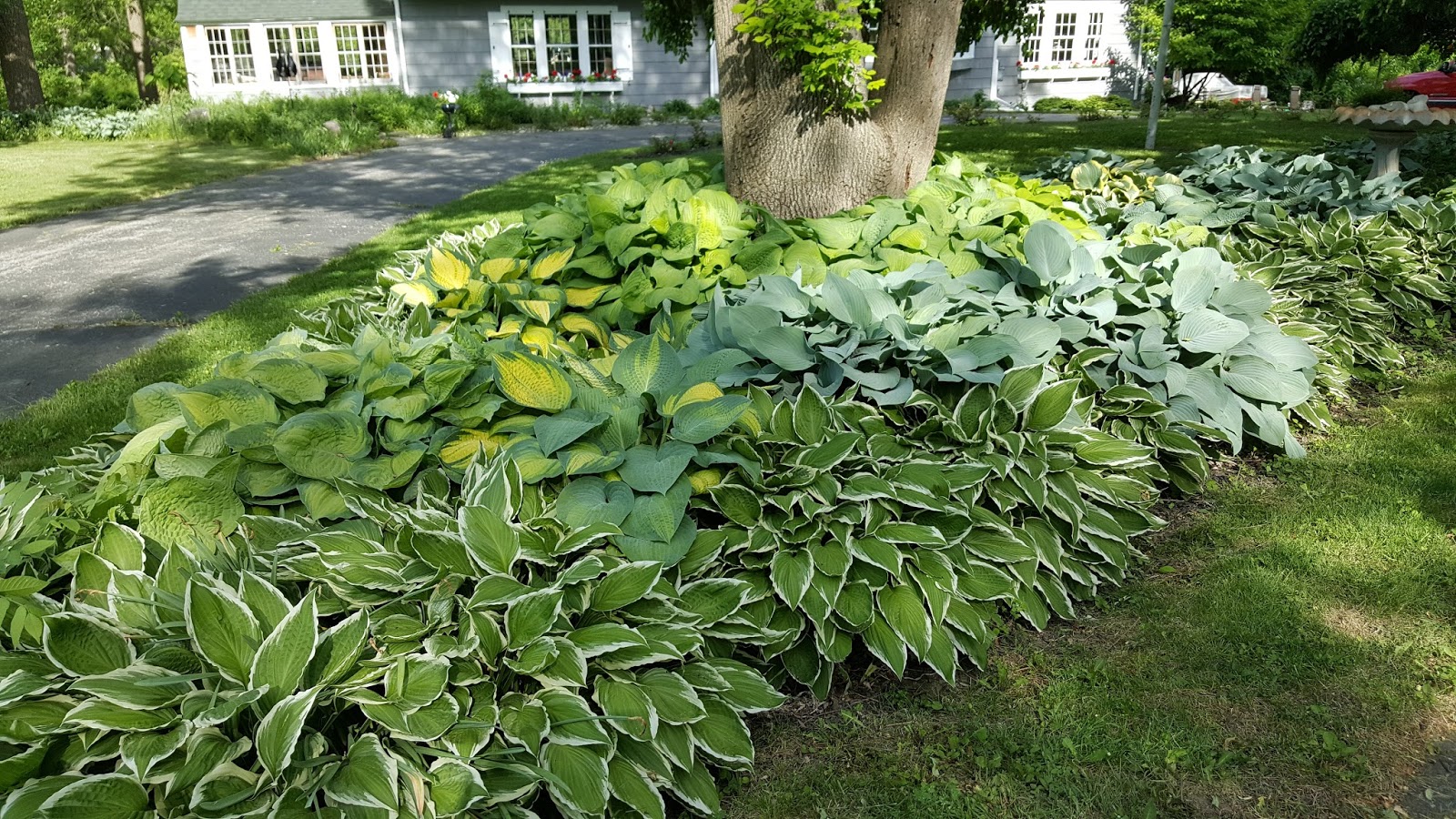 Gear Acres at Top of the Hill: Hosta Update