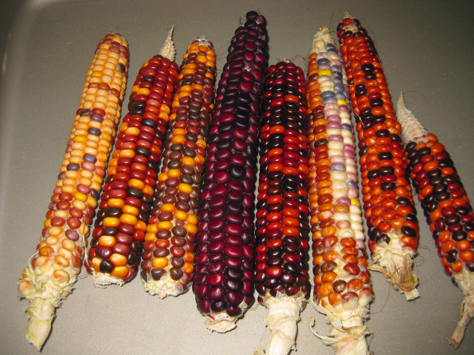 Mission Seeds: Painted Mountain Corn and Corn Bread