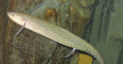 UNUSUAL FISH ~ Klima Naturali™