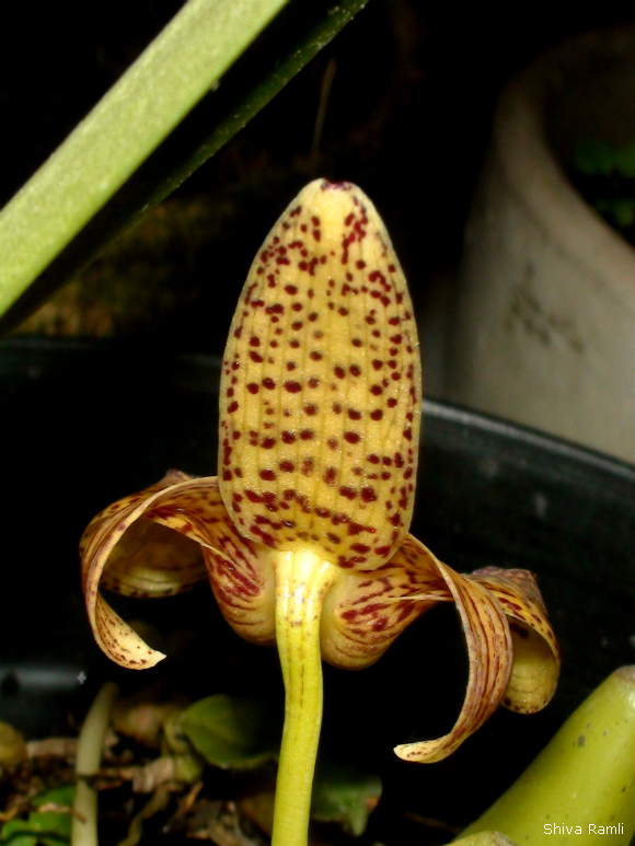 Wild orchids in sumatra: 700. 9. Bulbophyllum sumatranum forma `Yellow`