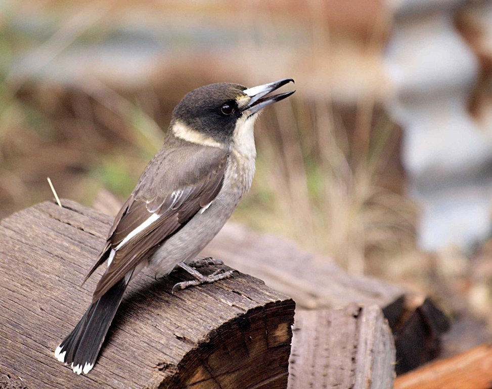 Friends of Drouin's Trees: Grey Butcherbird