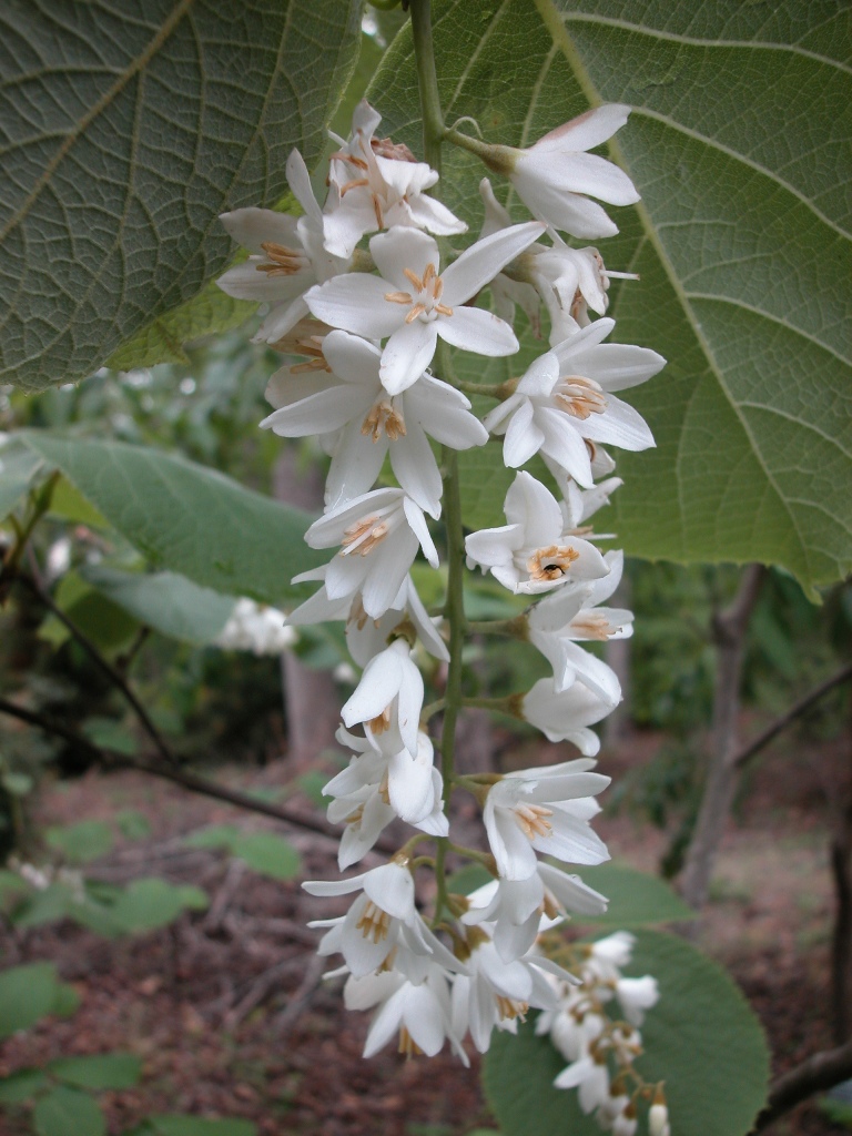 MARIETTE'S BACK TO BASICS: {Japanese Styrax Obassia - Fragrant Snowbell}