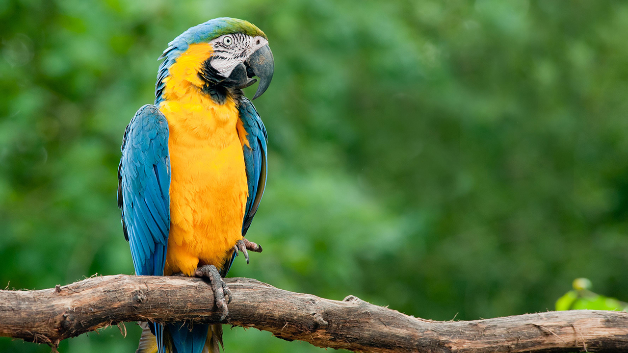 BIOMAS BRASILEIROS - CF 2017 : Conheça um pouco sobre o BIOMA AMAZÔNIA