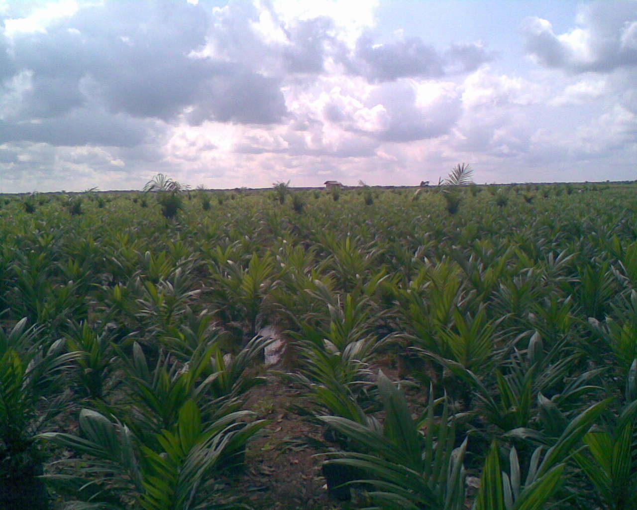 PEMBIBITAN KELAPA SAWIT ~ Beruang-Ncii