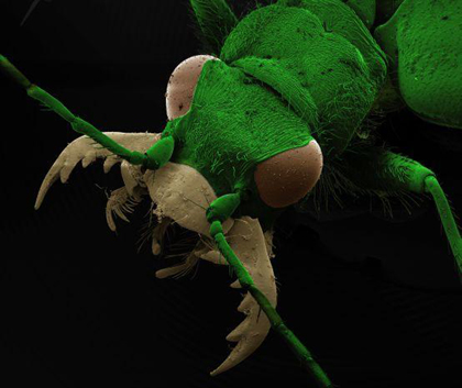 InSeCtOs: PIEZAS BUCALES Y DE ALIMENTACIÓN