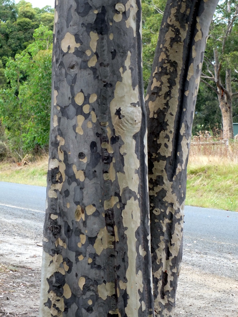 Friends of Drouin's Trees: Spotted Gums