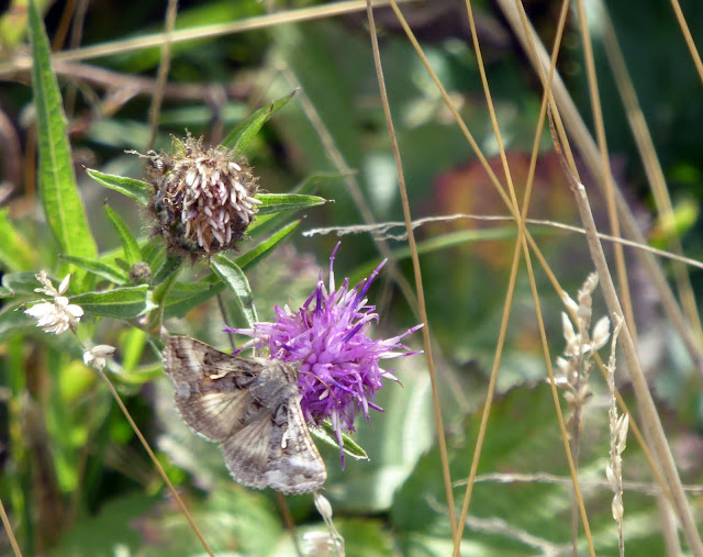 Wild and Wonderful: Lound Lakes, Southwold Beach and A Pair of Late ...