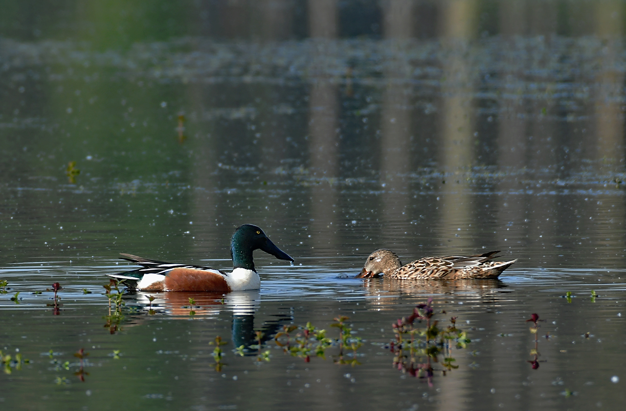 Jozef van der Heijden - Natuurfotografie: Slobeenden, Zomertaling en de ...