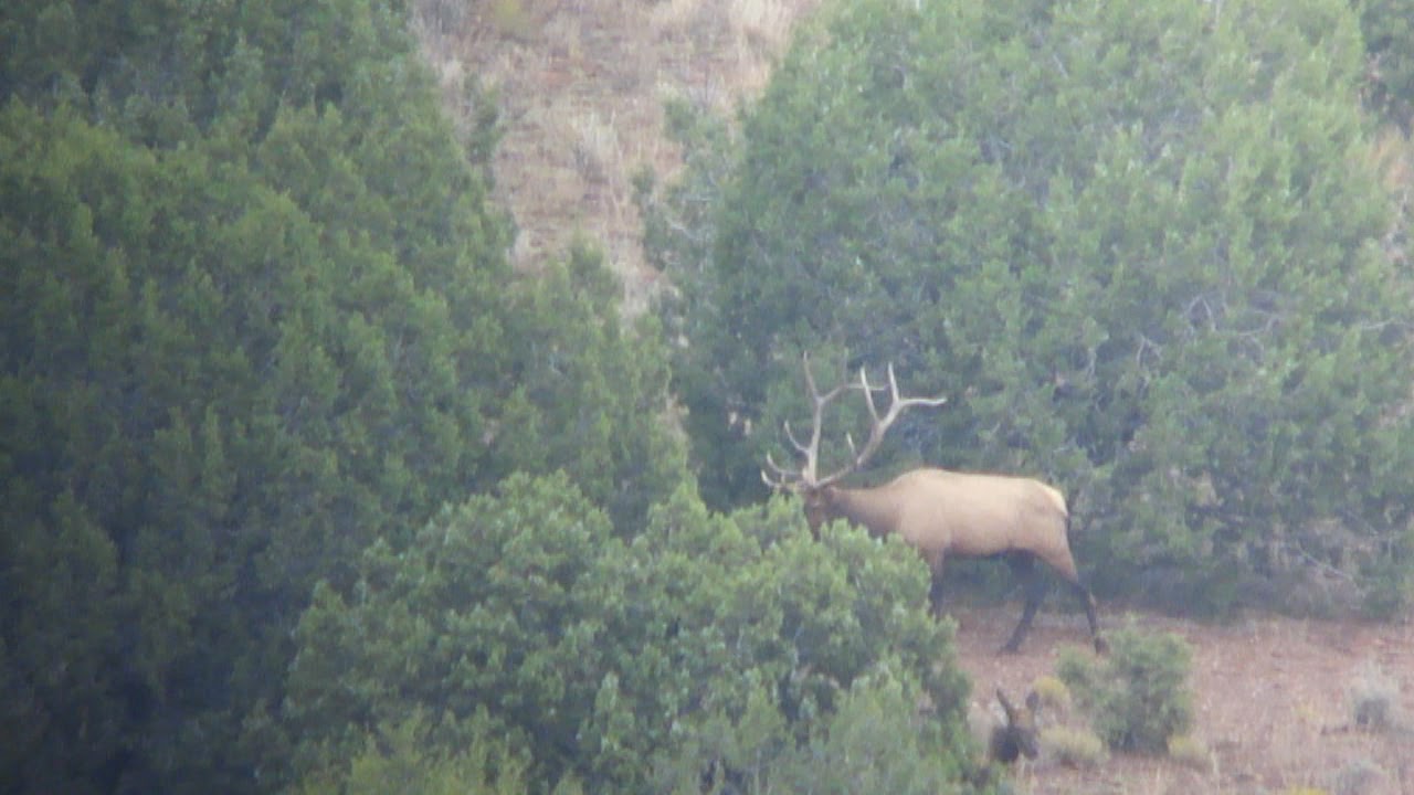 Field Judging Elk and Scoring Elk Antlers - Jay Scott Outdoors/Colburn ...
