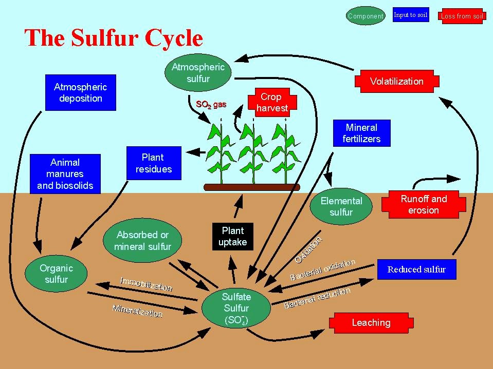 Woodstock Earth Blog