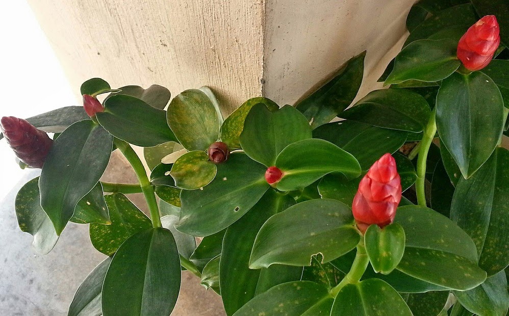 Costus woodsonii red button ginger - pagsan