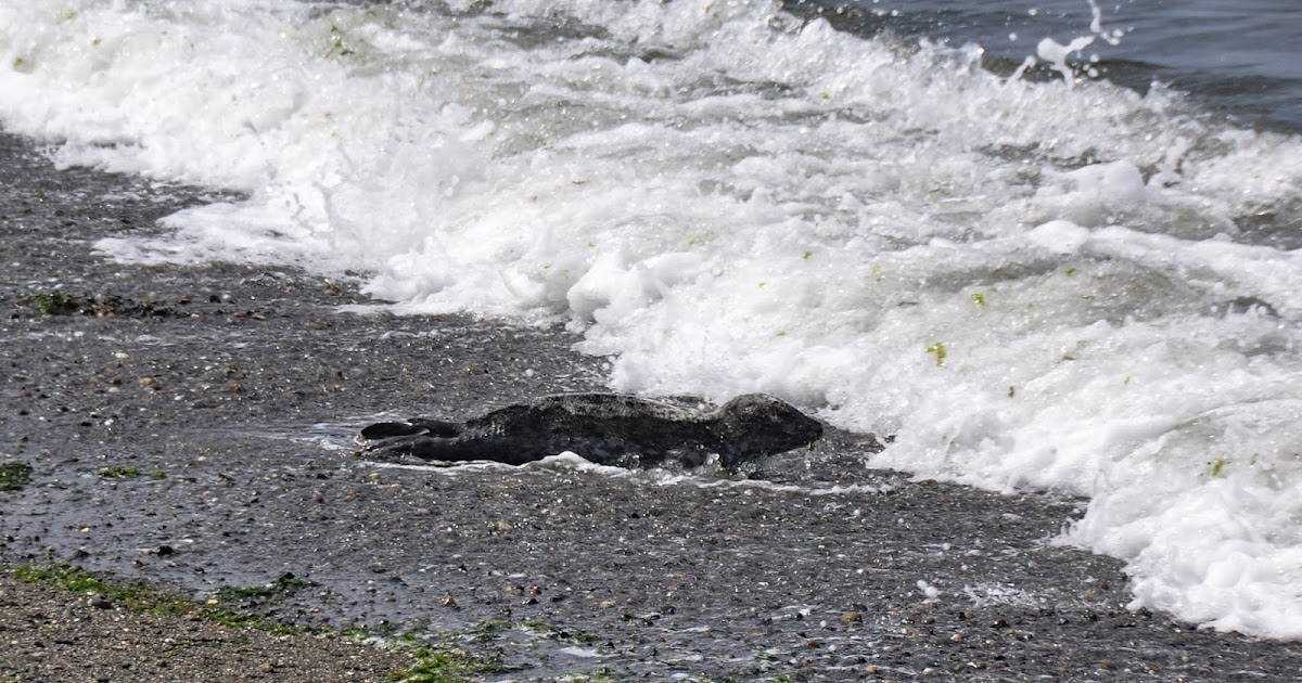 Buzz's Marine Life of Puget Sound: HARBOR SEAL PUPPING SEASON IN FULL SWING