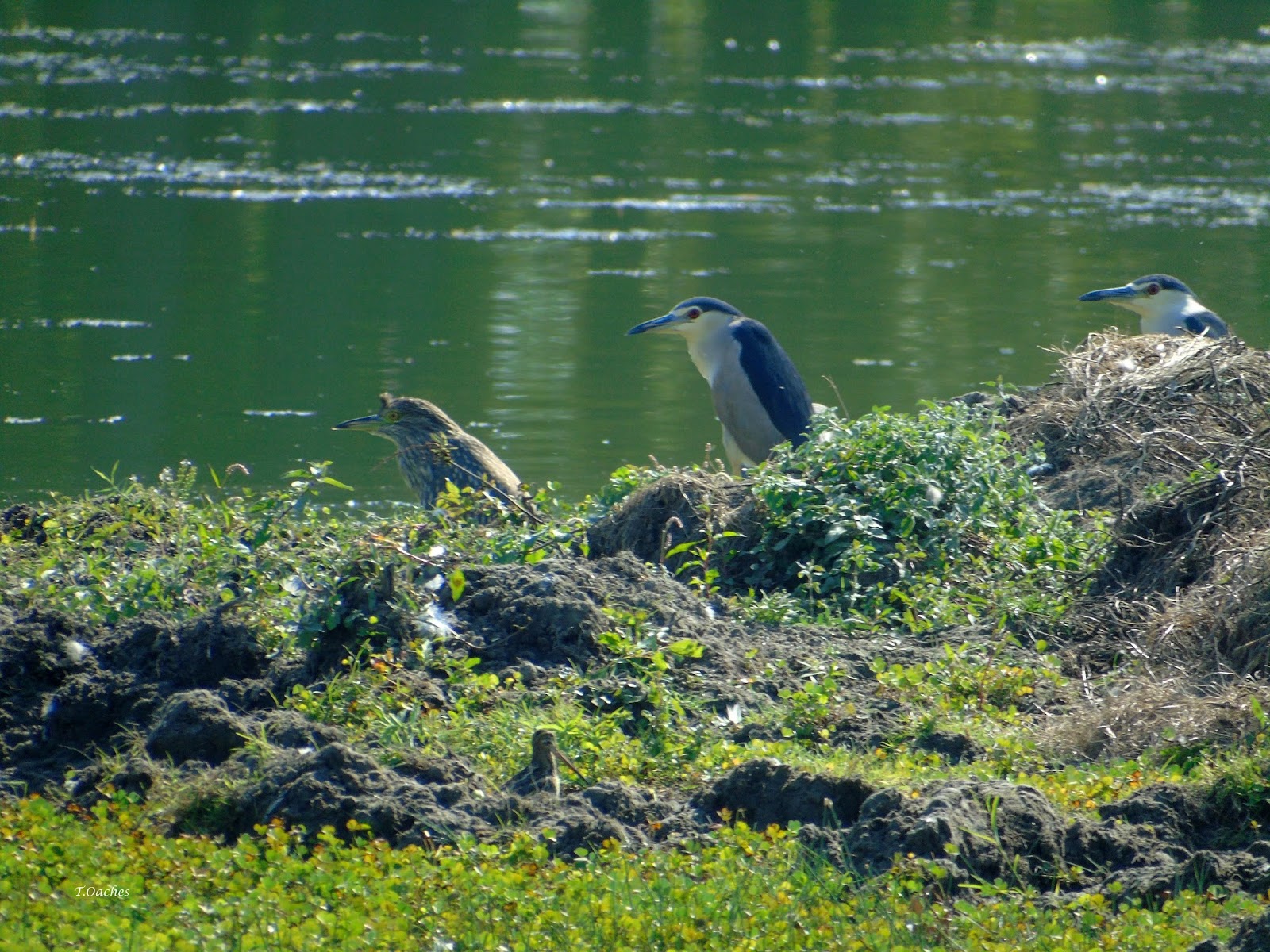 PASARI DIN ROMANIA: STARC DE NOAPTE, Nycticorax nycticorax