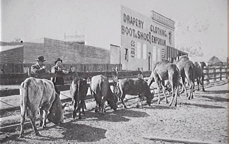The History Buff: Camels in Patrick Street