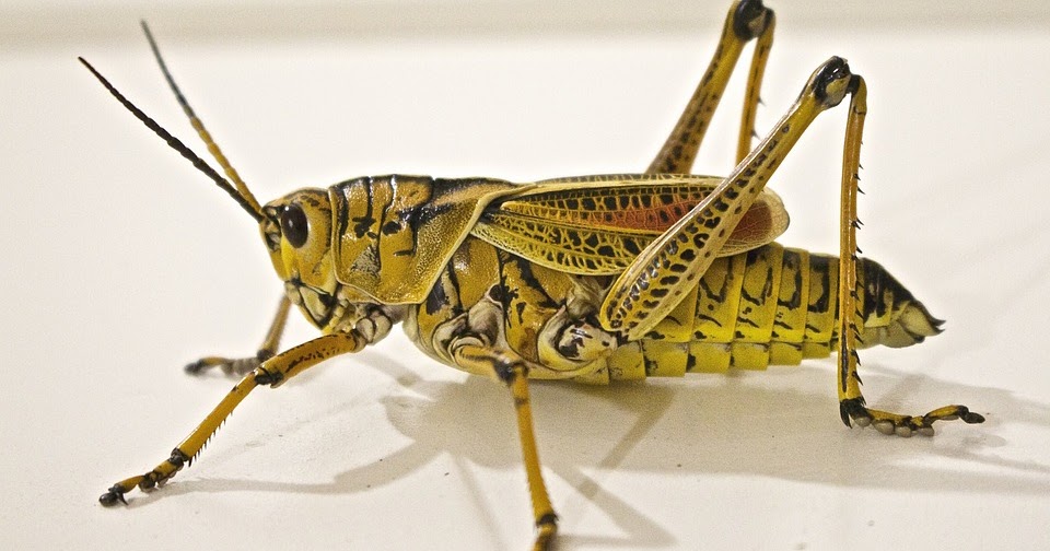 Encyclopedia of Trivia: Locust