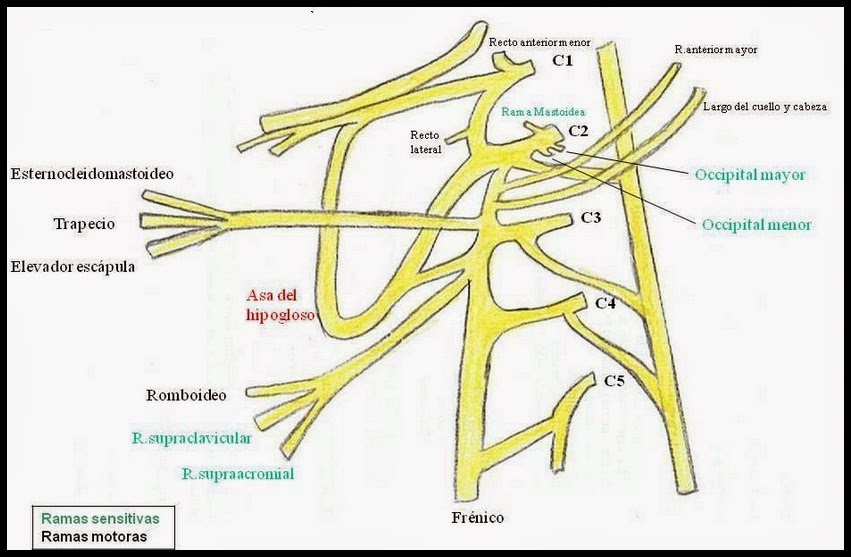Morfofisiologia - Osteologia: PLEXOS NERVIOSOS.