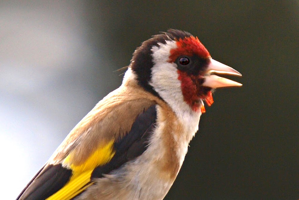 YAMASEMI WEB BLOG: 野鳥の顔アップ！－2． Zoom up of the Wild bird faces.Part-2.