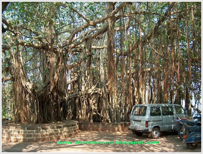 Showmeneel: The Great banyan tree - a tree with multiple trunks and ...