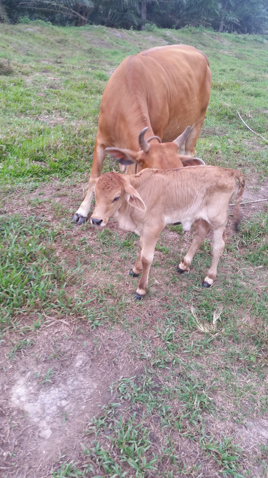 Warisan Petani: Ternakan Lembu 6