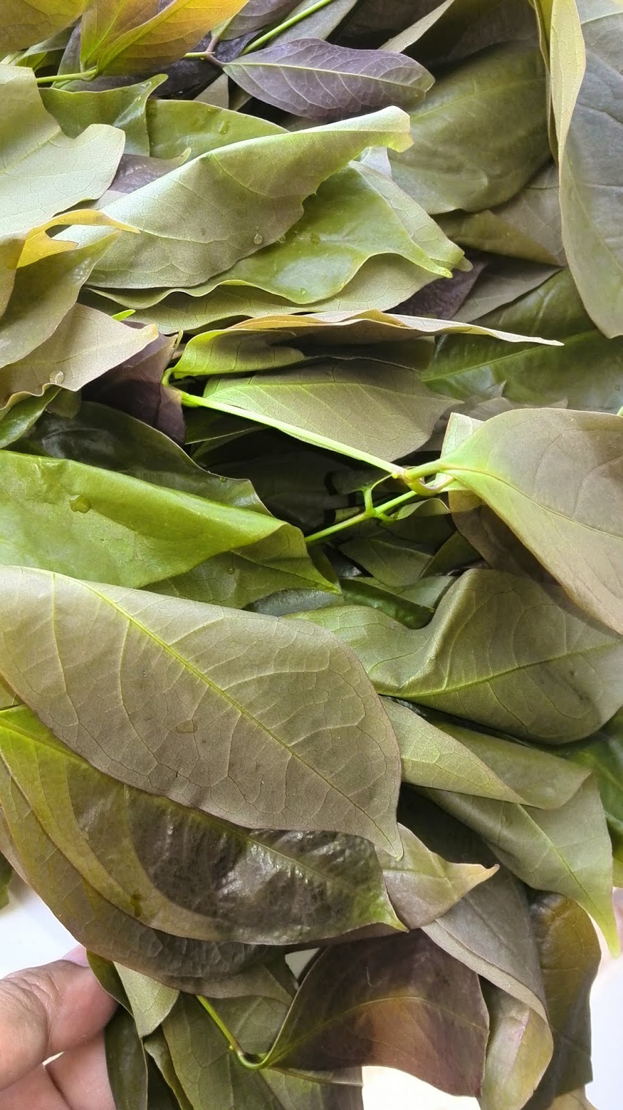 namakucella: ULAM PUCUK GENUAK a.k.a KERDAS