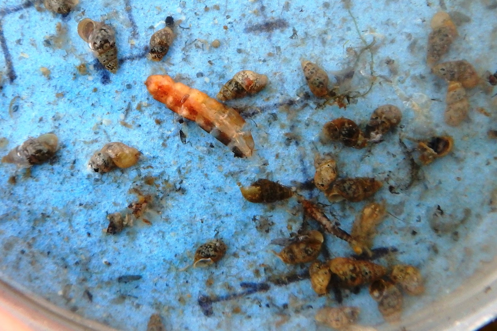 Mountains, Rivers, & Trout: October Summary: Fall Baetis Hatch (& Some ...