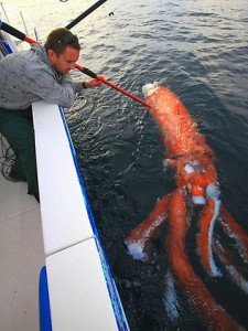 Giant Squid Discovered [Photos & Video] - Pix Magazine