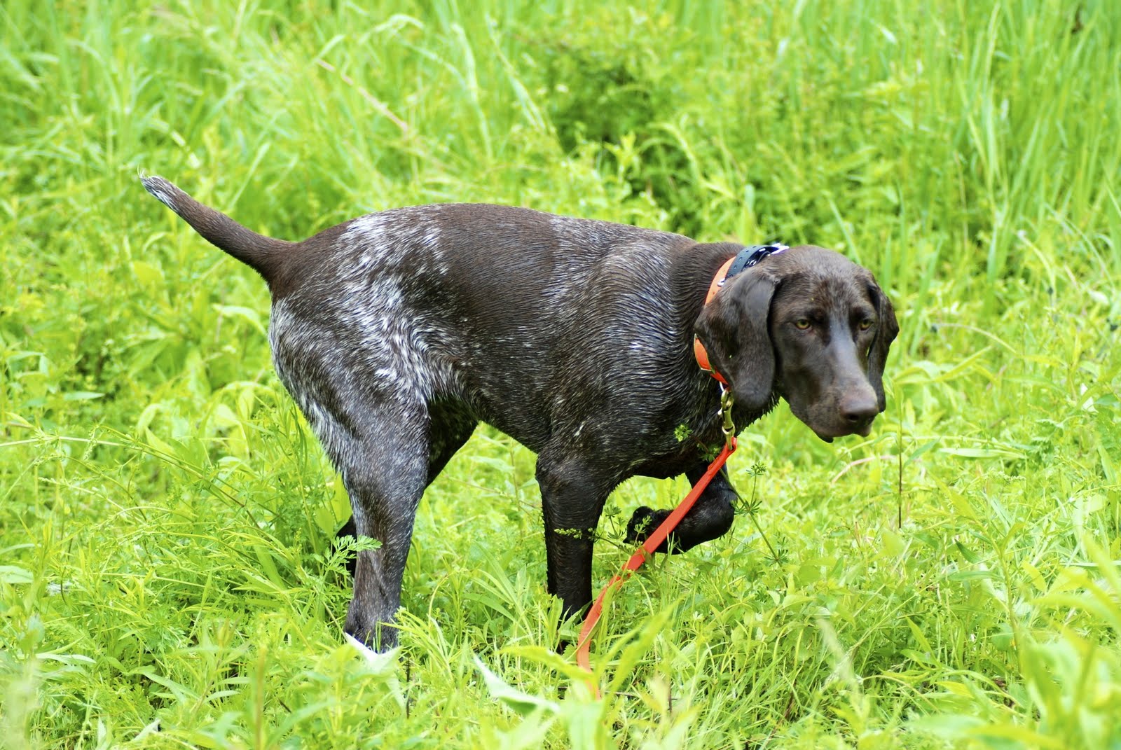 Adventures of a GSP Hunting Dog: Preparing for the AKC Senior Hunt Test ...
