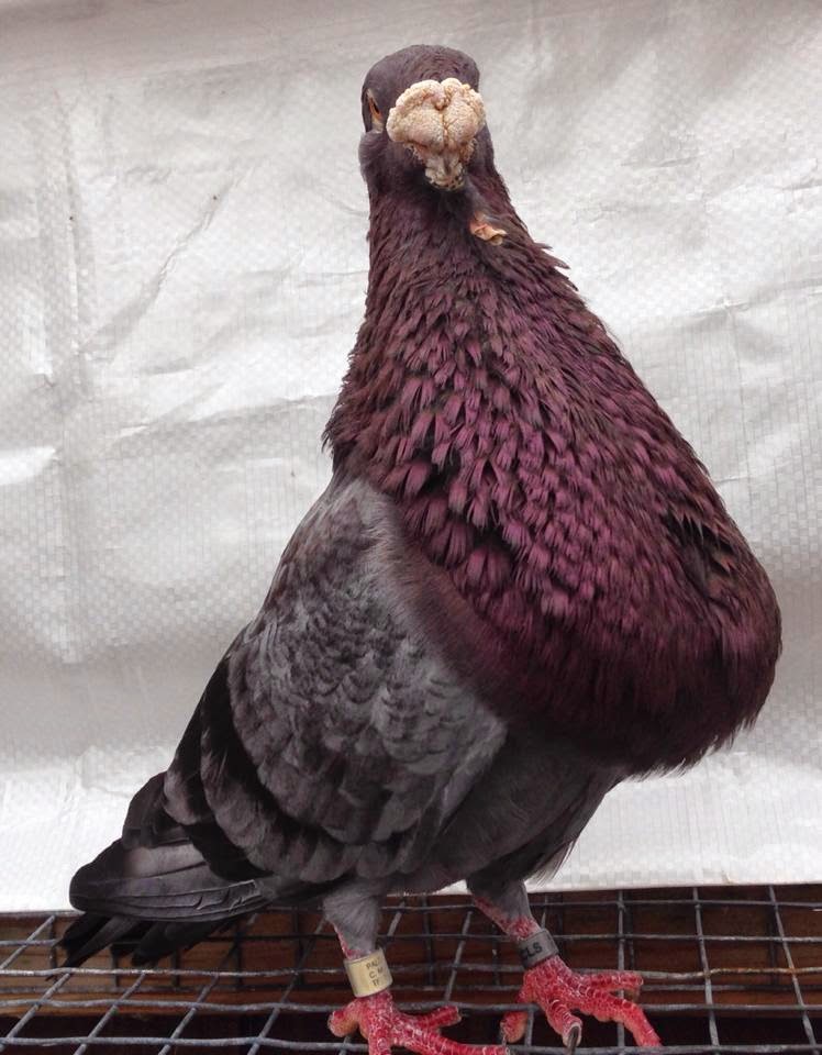 World of Pigeons and Doves: Wattled Spanish Pouter Breeds